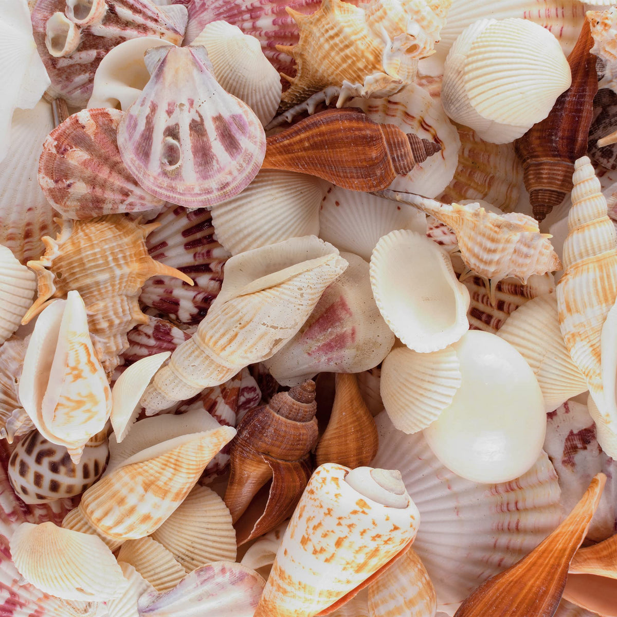 Discovering the Seashells of Southwest Florida: A Coastal Treasure Hun ...